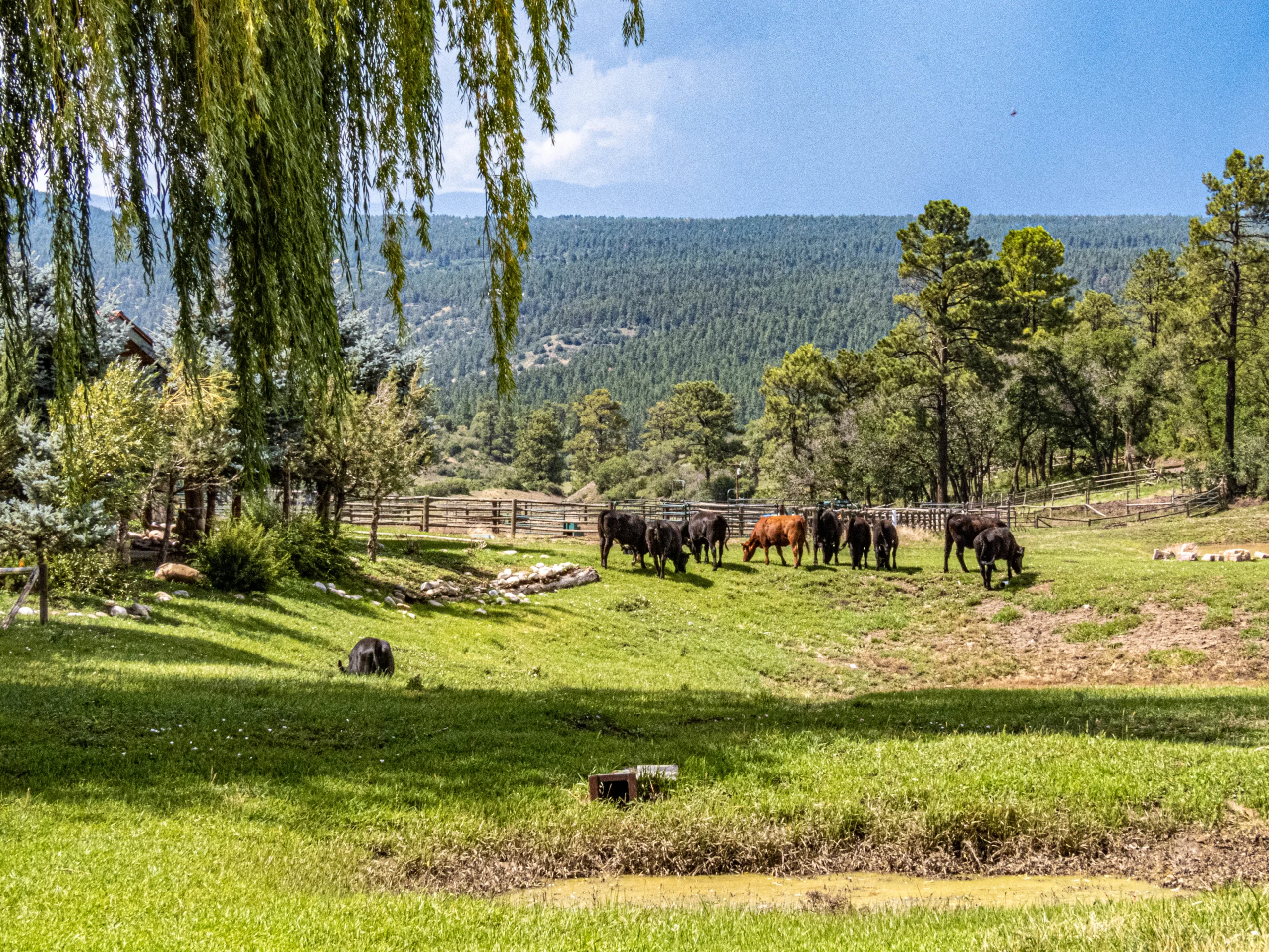 Colorado Horse Ranch For Auction - The Chronicle of the Horse