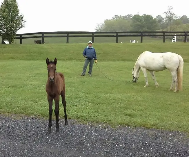 All In The Family: Grandparents' Orphan Foal Grows Into Amateur's First ...