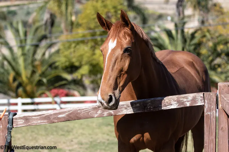 Behind The Stall Door With: Java's Miss Jordan - The Chronicle of the Horse