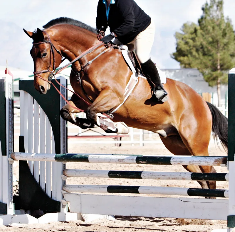 Is There A Place For Draw Reins In The Show Ring? - The Chronicle of ...