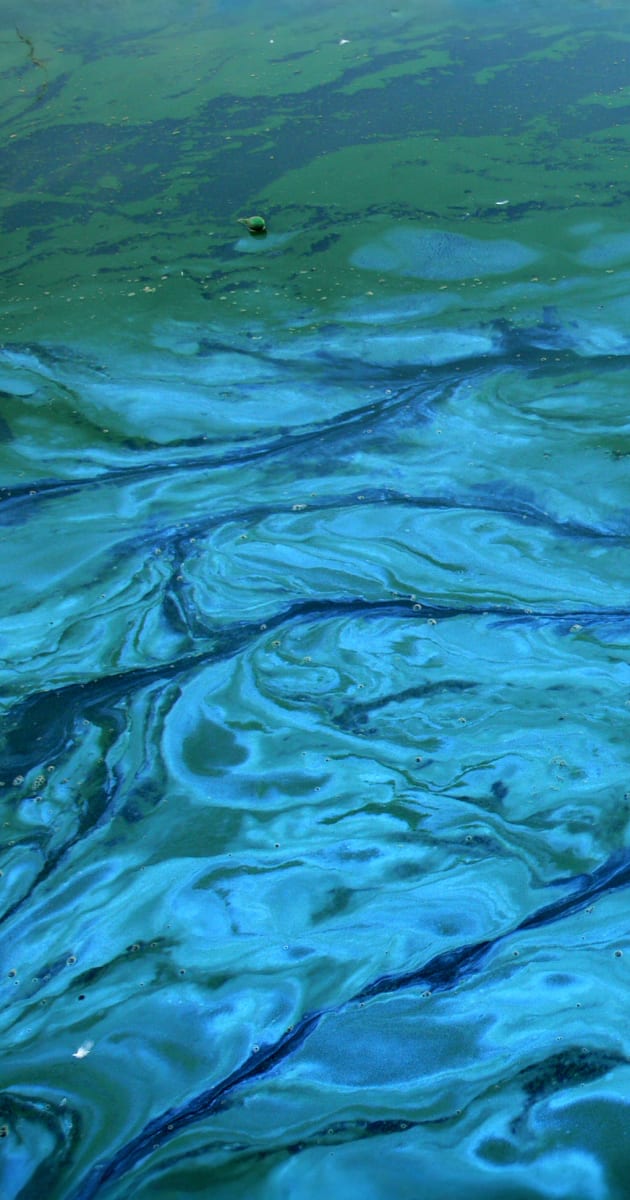 Blauwalgen | Departement Zorg