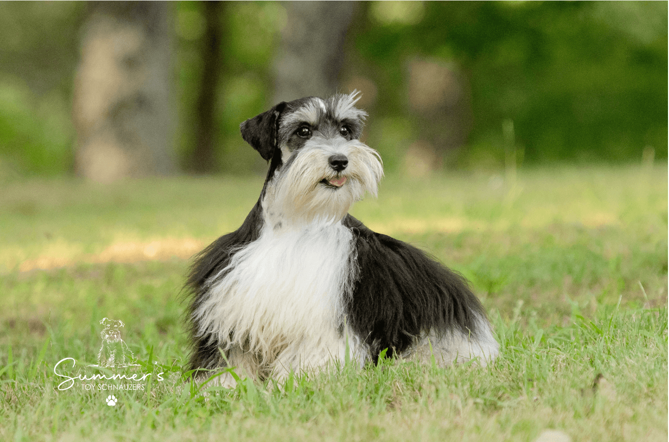 Summer's Toy Schnauzers
