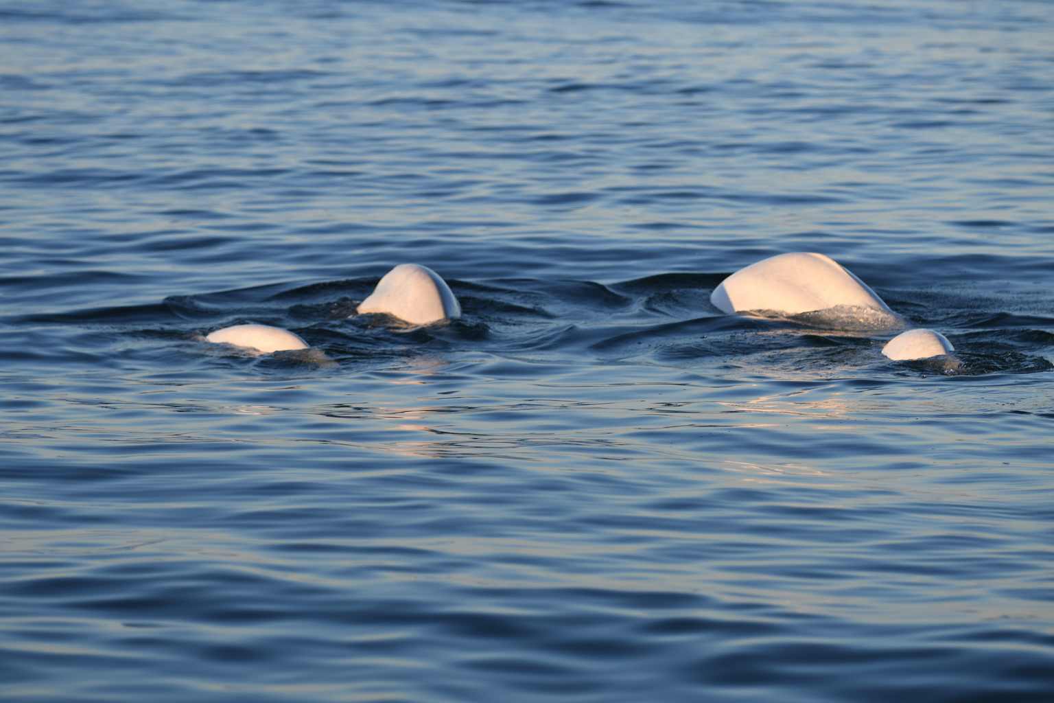 On The Shores Of The Arctic Ocean: Pingos, Metallica & Muktuk | TDA ...