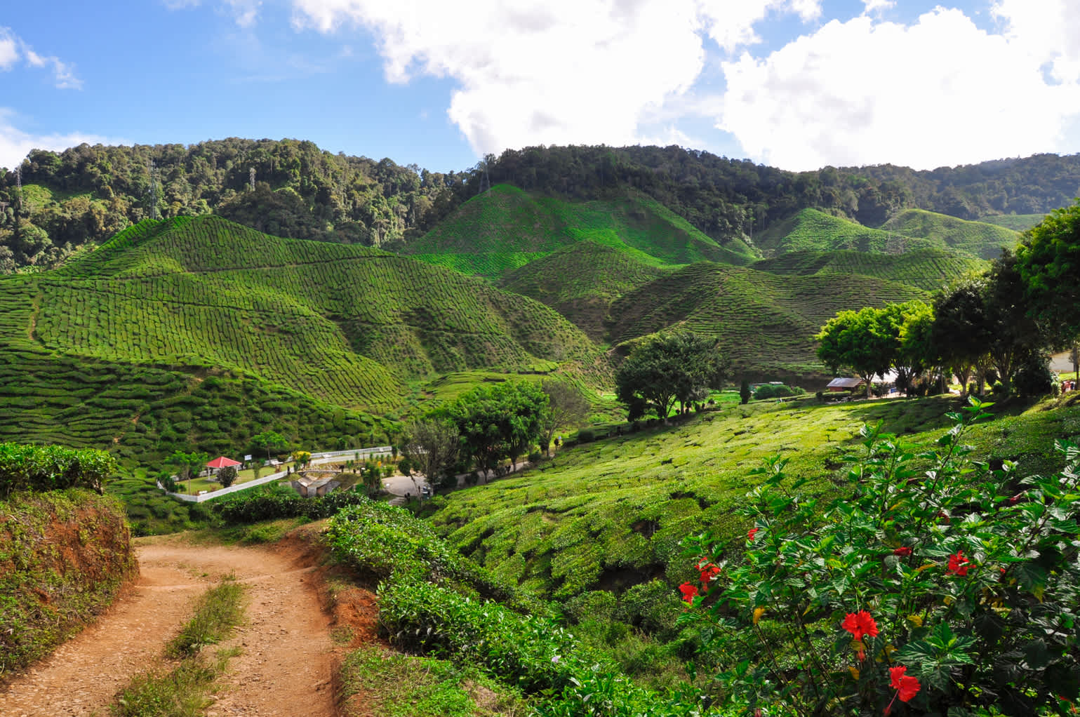 High Tea On The Bamboo Road? | TDA Global Cycling