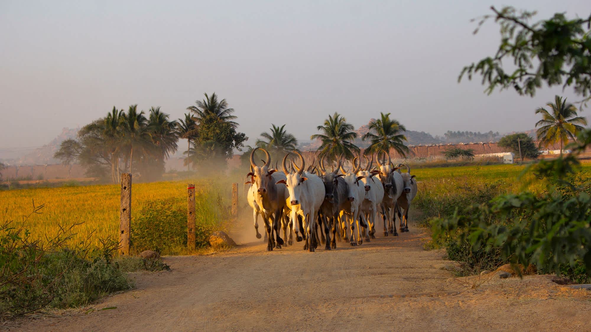 Highlights of the Hippie Trail – A Cycling Adventure Across India ...