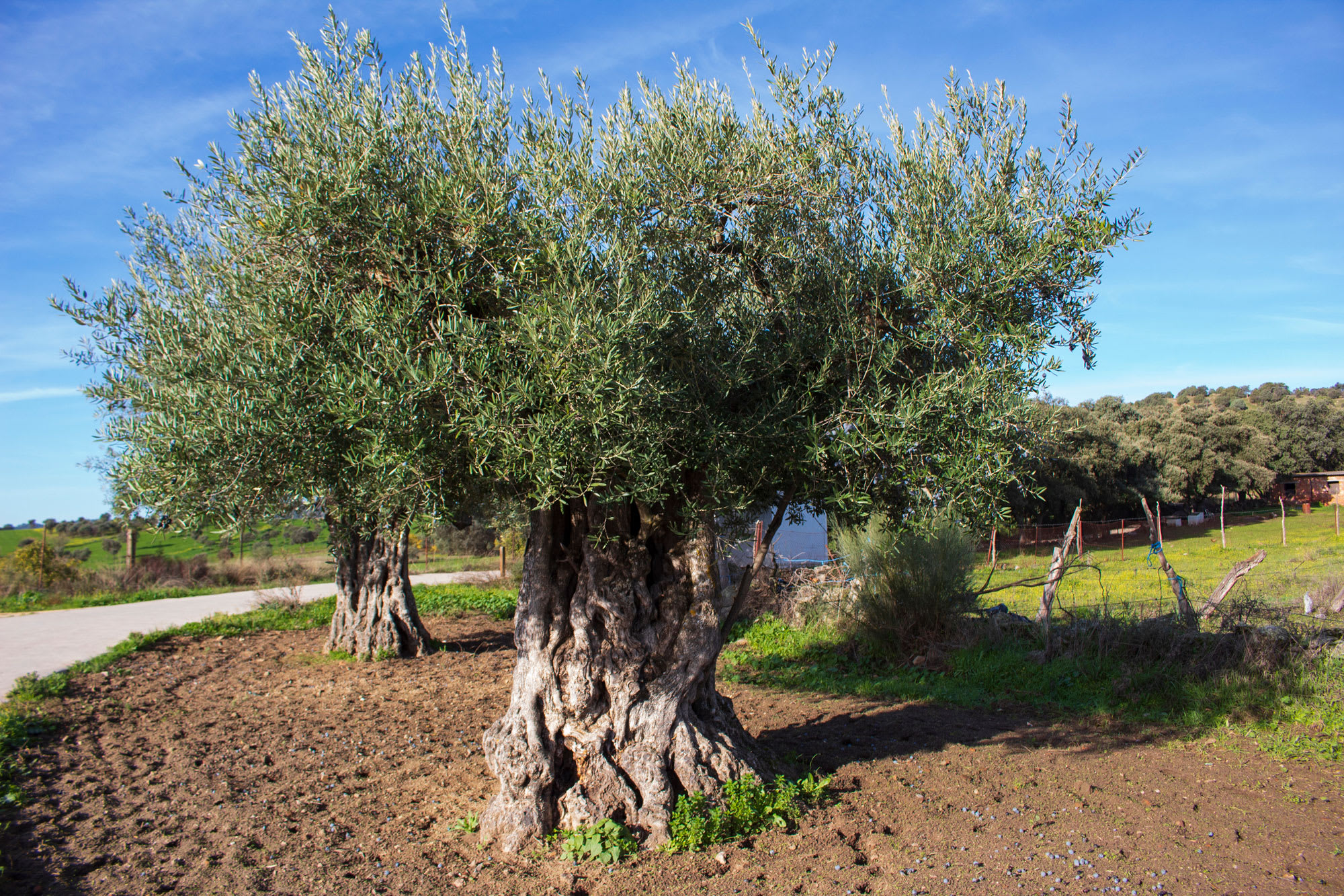 The Olive Route | TDA Global Cycling