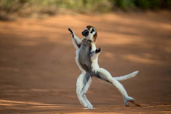 8 Things You Didn’t Know About Lemurs (and why you should cycle ...