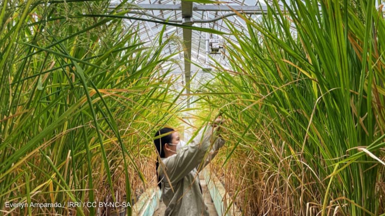 Why the Gates Foundation is flooding a new rice variety with funding ...