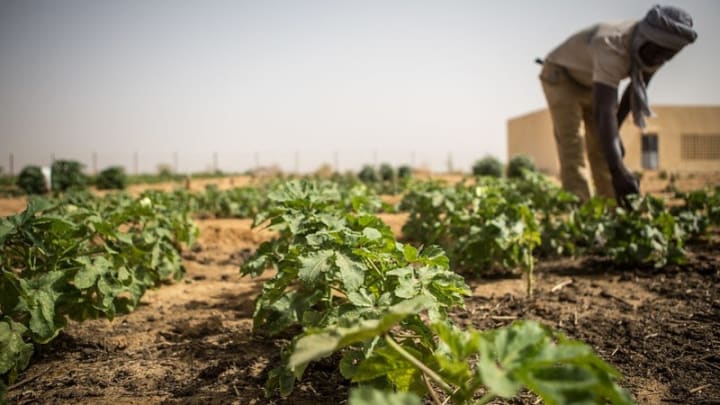 Satellites help fill food security data gaps in Sahel | Devex