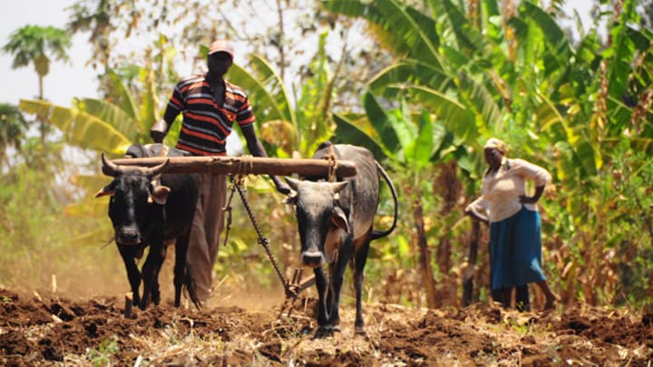 The alternate future of African farming | Devex