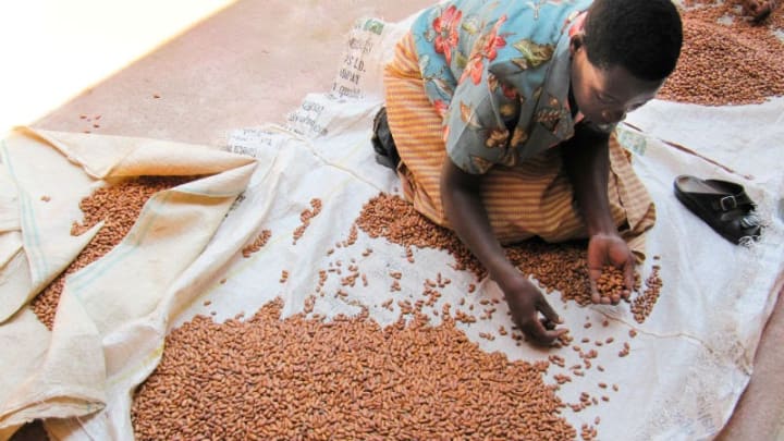How to scale up biofortified crops | Devex