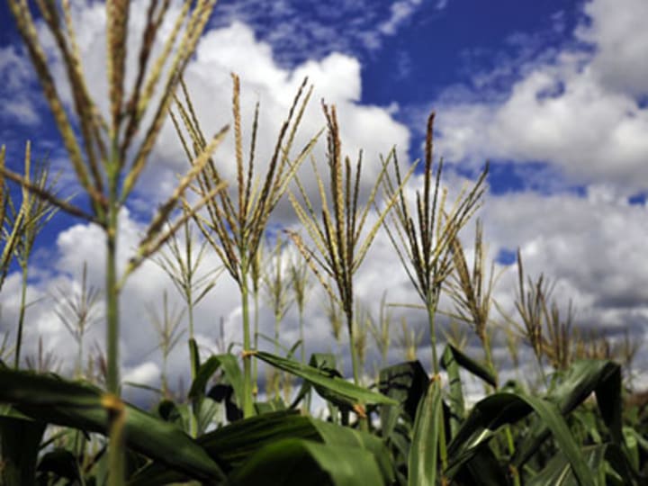 Colombia looks to lead on 'climate-smart' agriculture | Devex