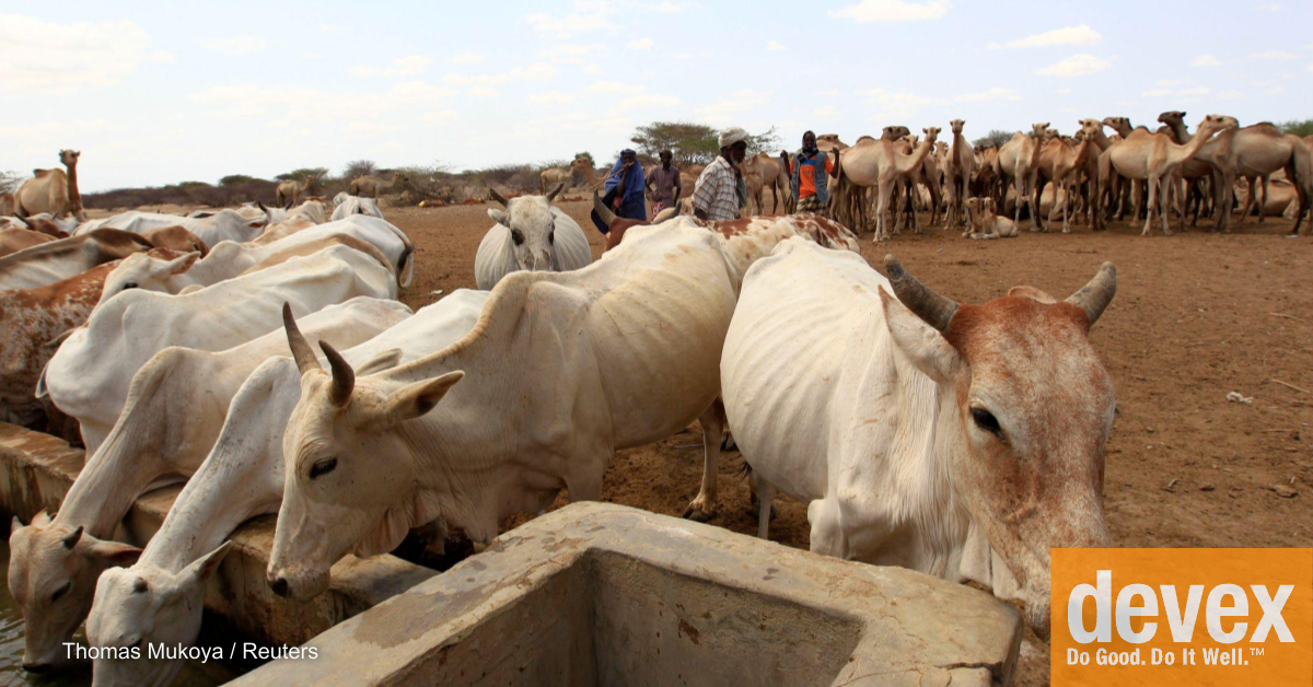 How drought-resistant livestock can help farmers fight climate change ...