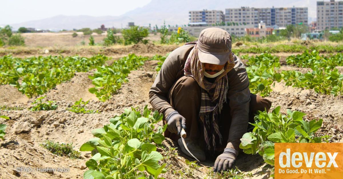 Opinion: Investing in agriculture in emergencies is a game-changer | Devex