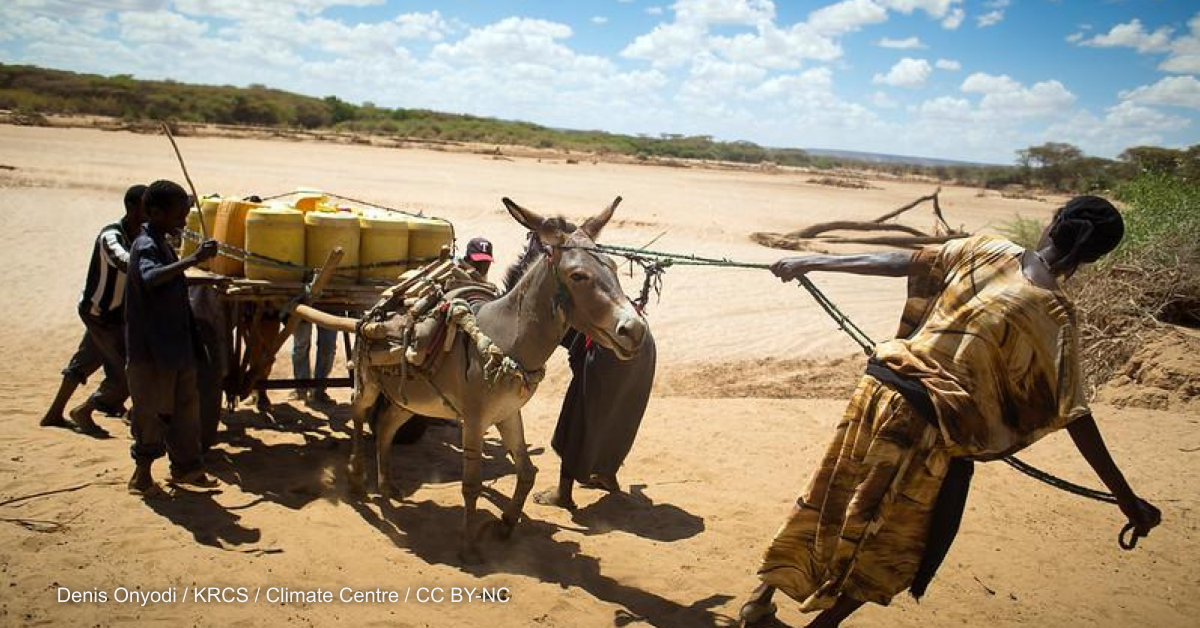 Donkey skin ruling a 'massive blow' for Kenya's smallholder farmers | Devex
