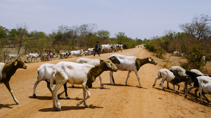 Why farms of the future need to mix livestock and crops | Devex