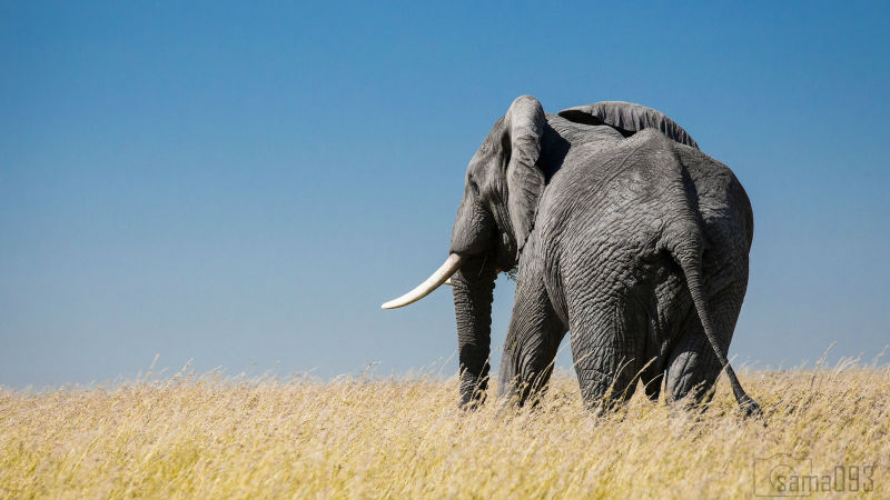 Unlikely partners come together to tackle poaching | Devex