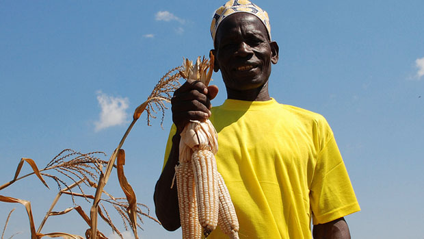 The case for drought-tolerant maize | Devex