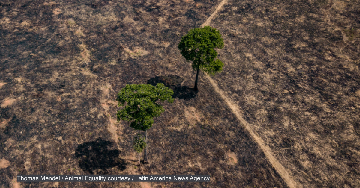 Down to a tree: Amazon forest tracking moves to the next level | Devex