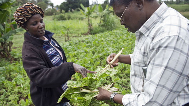 5 things we can do to better ensure food security | Devex
