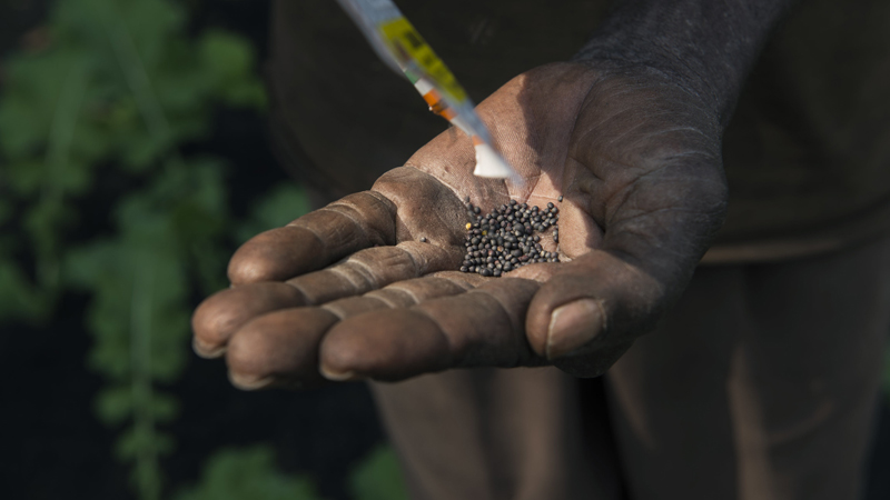 Q&A: The private sector's role in getting improved seeds to farmers | Devex