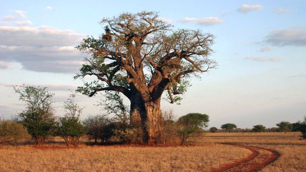 The difference one tree can make | Devex