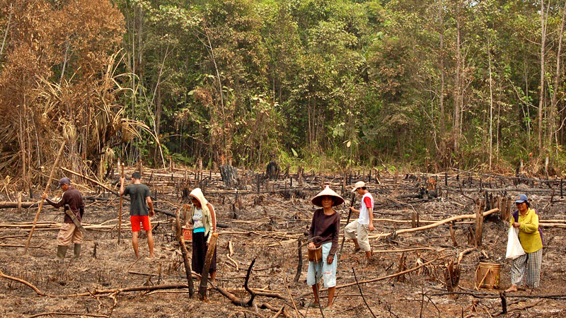 'Slash and burn' in Indonesia: Getting to the root of the problem | Devex