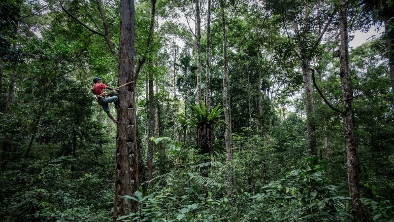 Opinion: How the World Bank can save the world's forests | Devex