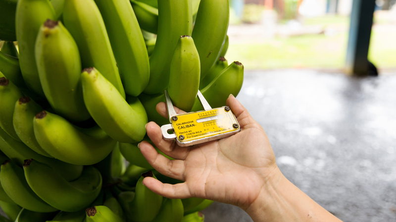 Go bananas: Tech and the future of the world's favorite fruit | Devex