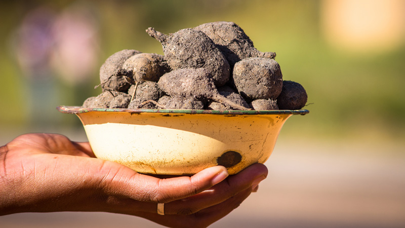 Opinion: Investment in food security is an investment in global ...
