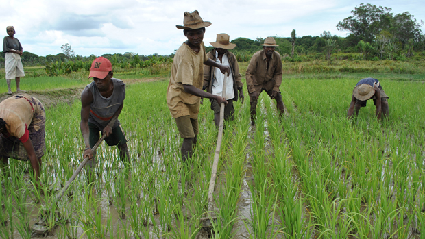 Investing in smallholder farmers to feed the future | Devex