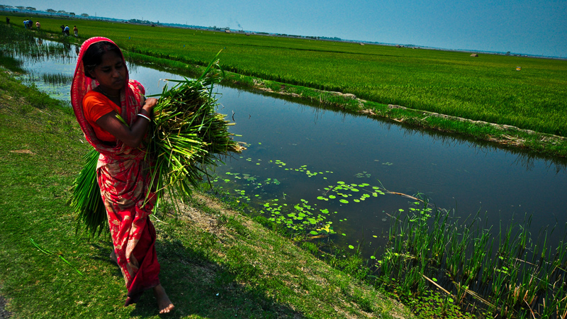 Why the Gates Foundation is flooding a new rice variety with funding ...