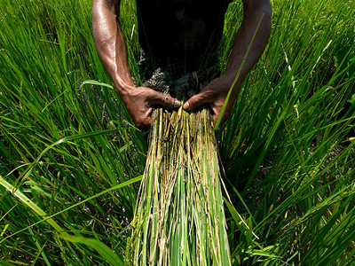 Andrew Mitchell Defends DfID's Agricultural Research Commitments | Devex