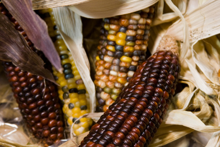 New Global Initiative to Boost Maize Research | Devex
