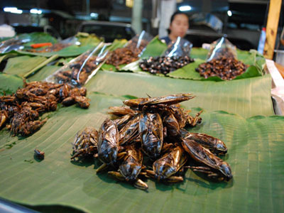 There’s a fly in my soup! Can insects satisfy world food needs? | Devex