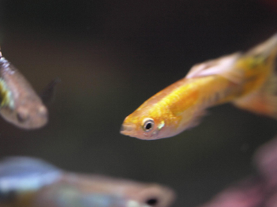 A 'fishy' way to prevent dengue | Devex