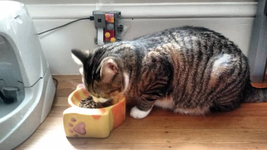 RPi-KittyCam | Devpost