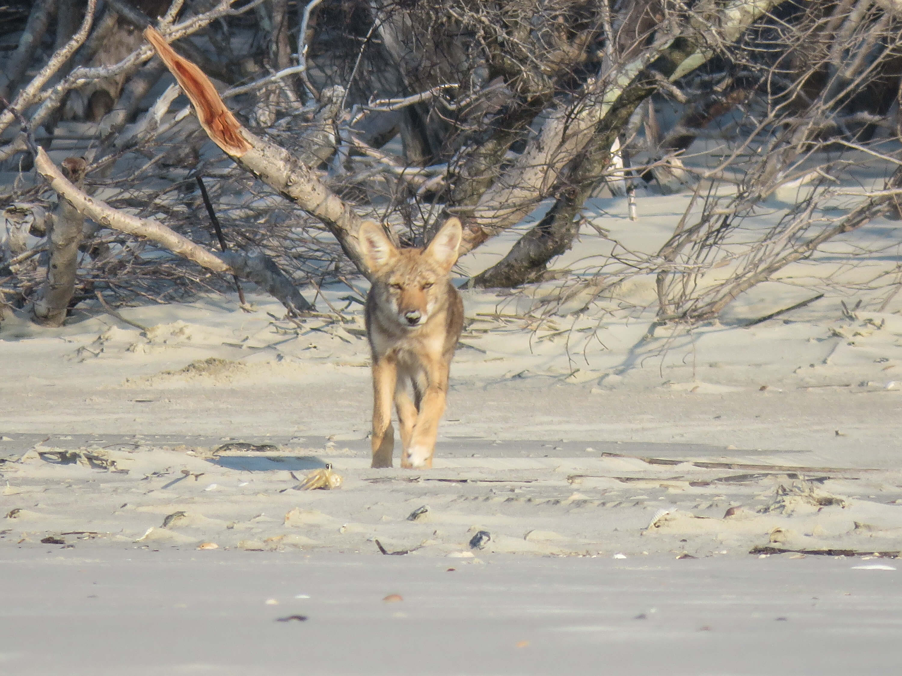 Coyote Pup plays on the beach - Dewees Island, Charleston, SC