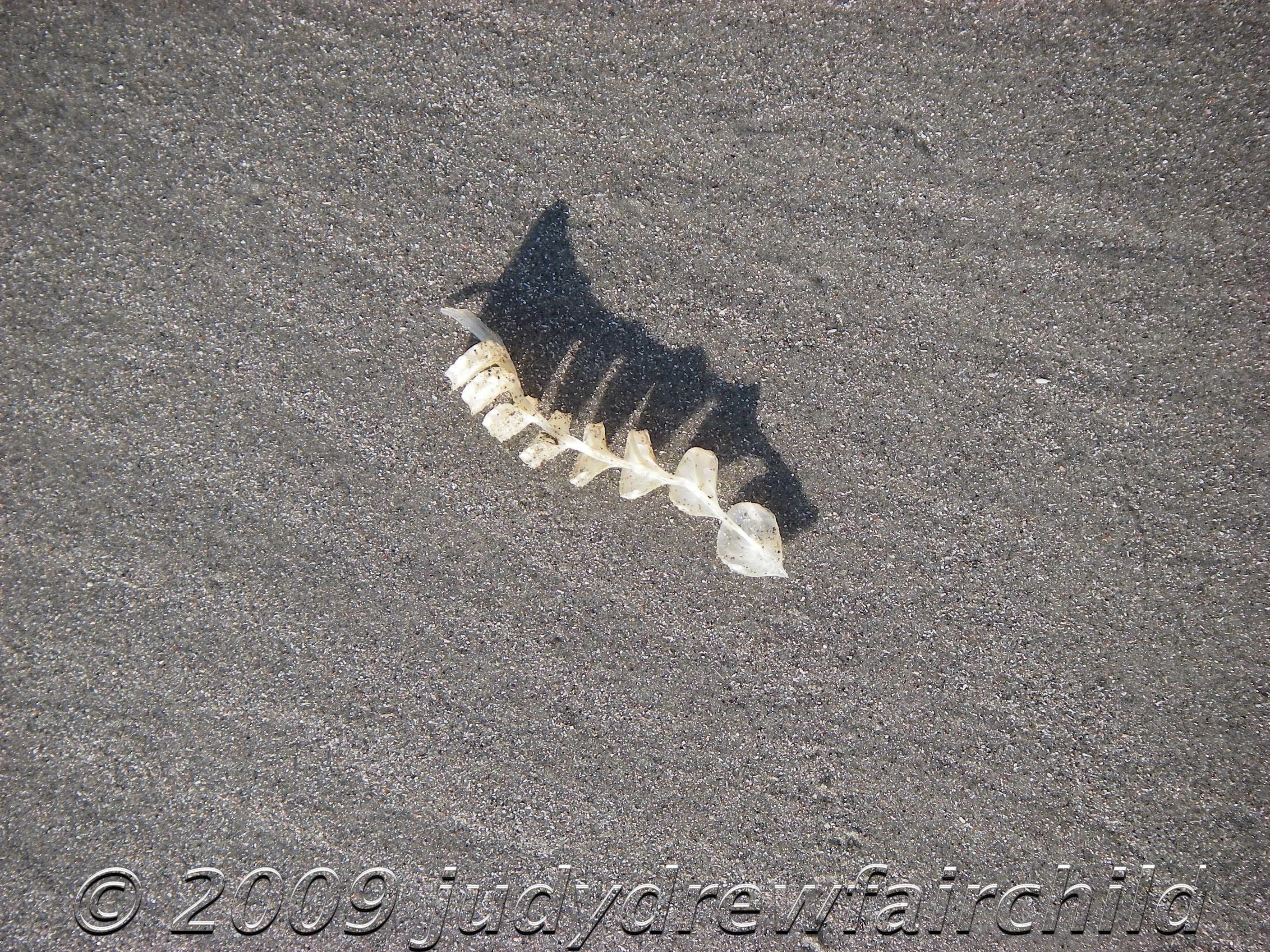 Whelk Egg Cases on the Beach - Dewees Island, Charleston, SC