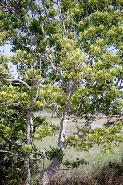 Toothache Tree (Xanthozylum Clava-hercules) - Dewees Island, Charleston, SC