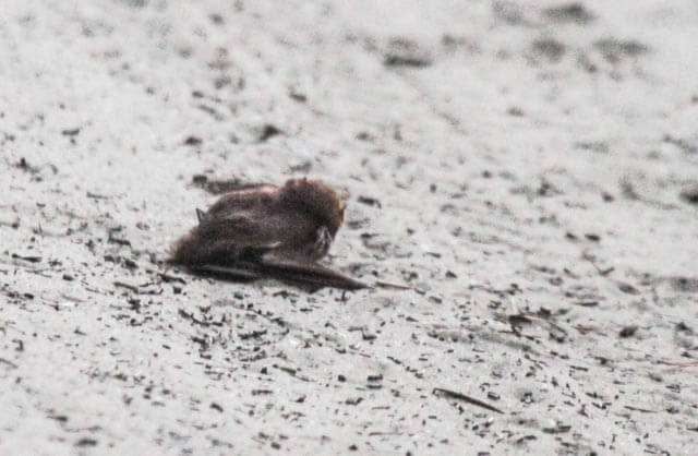 It's Bat Week! The story of a Tree Bat