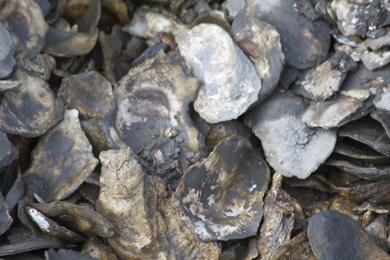 More about Shell Middens; Archives Talk Saturday - Dewees Island ...