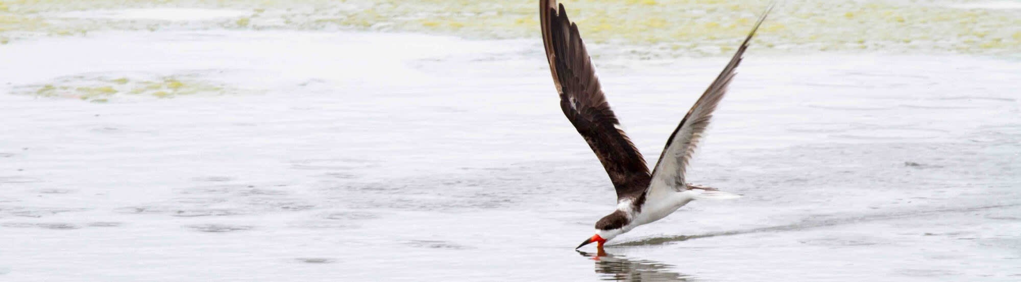 How to Use Ebird to predict and plan for birding in any location