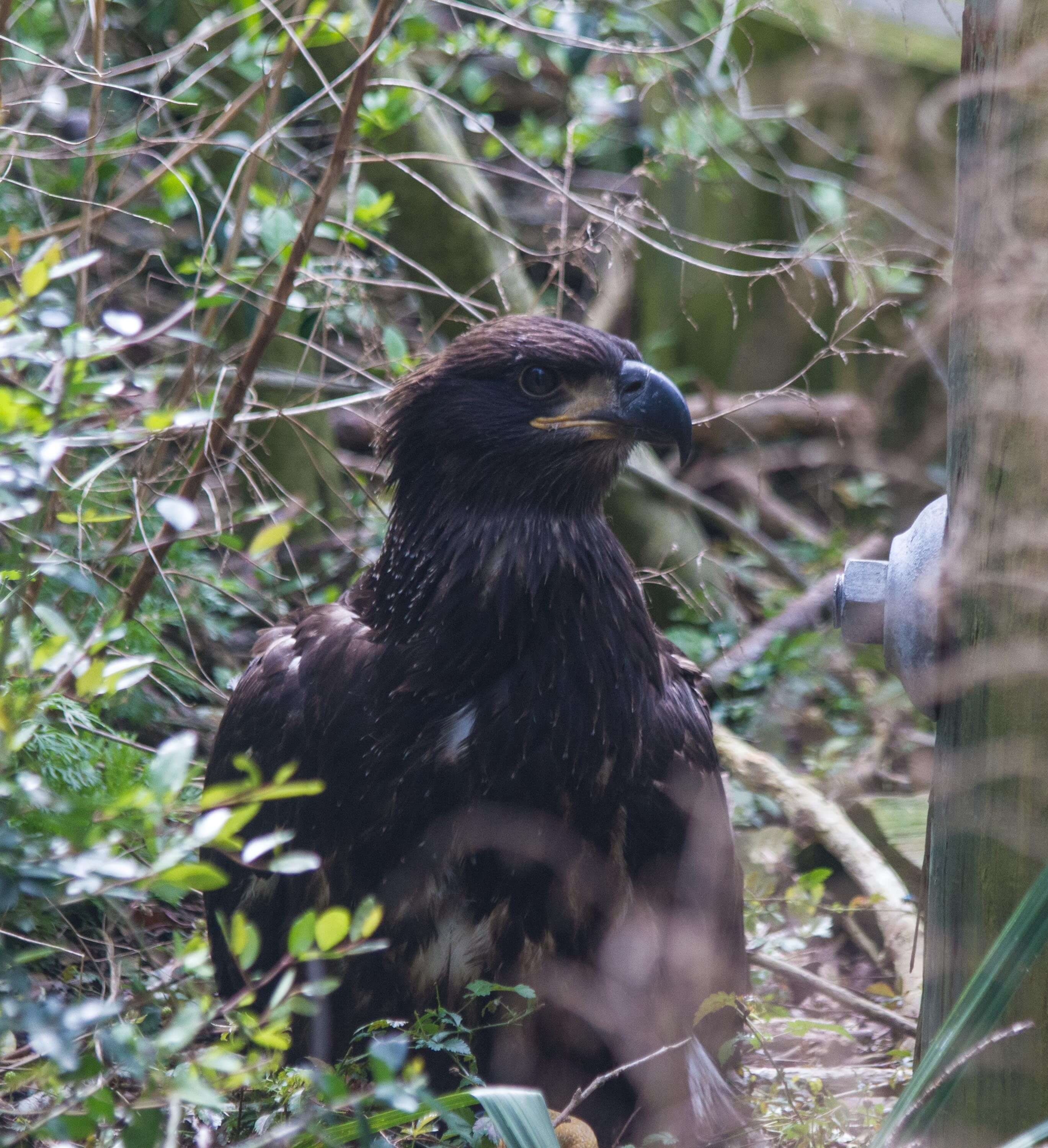 Eaglet falls out of nest and returns