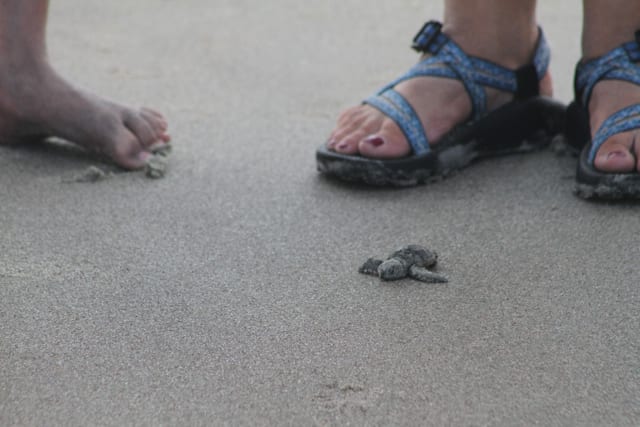"Turtle People" featured in NYT article - Dewees Island, Charleston, SC