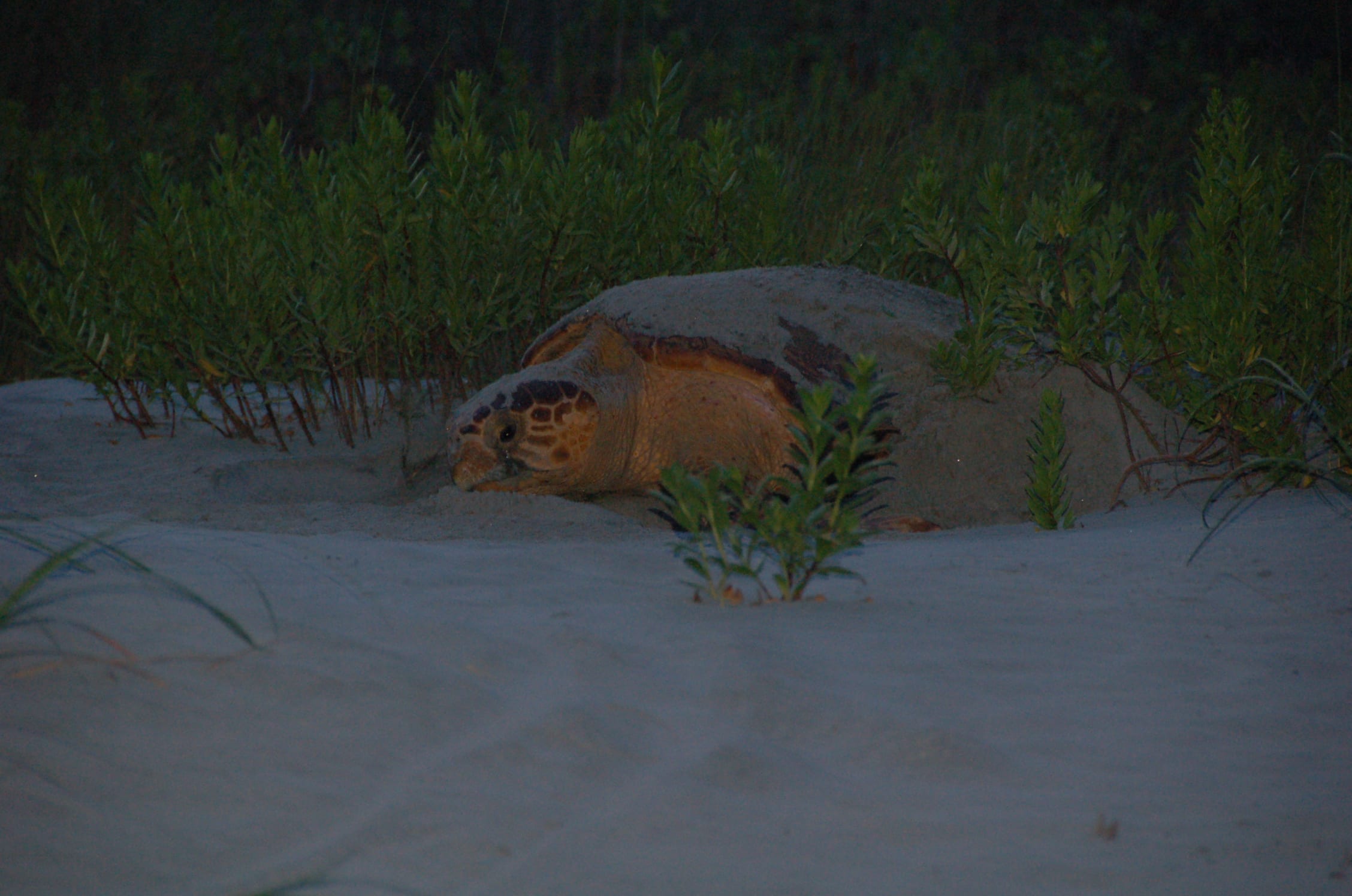 Turtle Nesting Pictures - Dewees Island, Charleston, SC