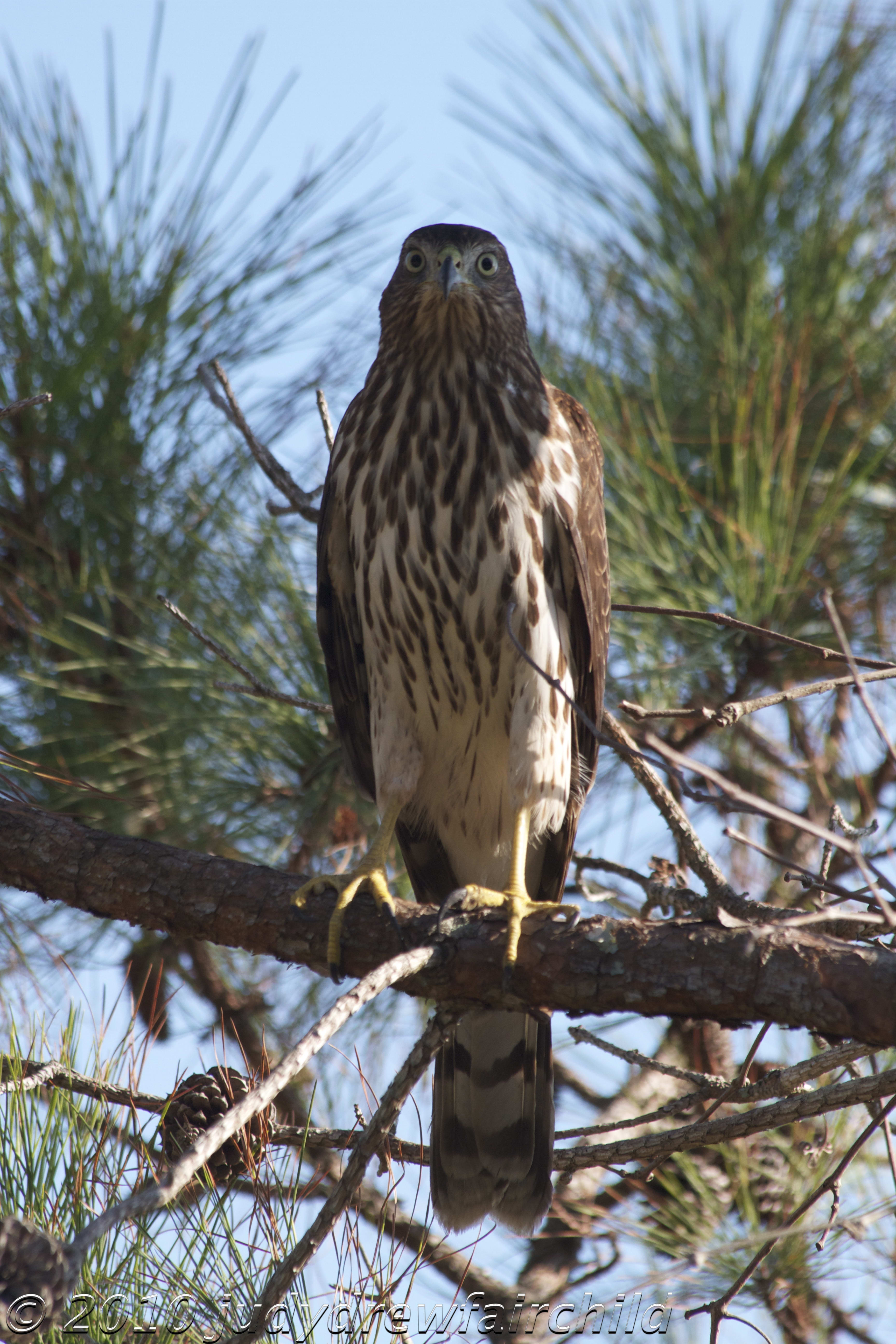 It's Hawk Migration Season: Here's a Beautiful Hawk with a Tricky ID ...