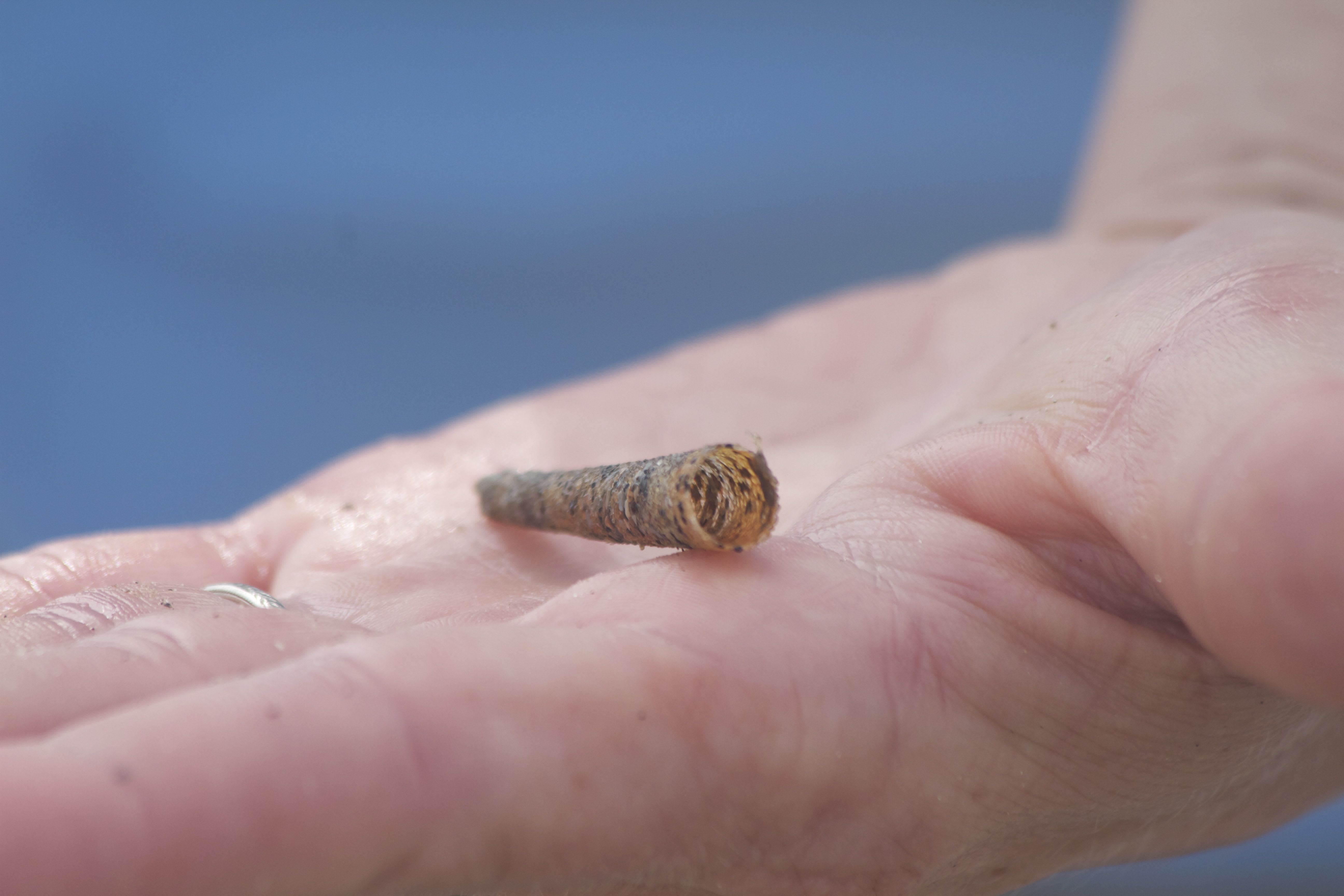 Interesting find on the beach: Ice Cream Cone worm - Dewees Island ...