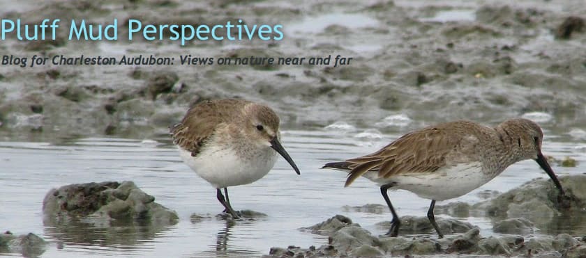 Introducing "Pluff Mud Perspectives" - Dewees Island, Charleston, SC
