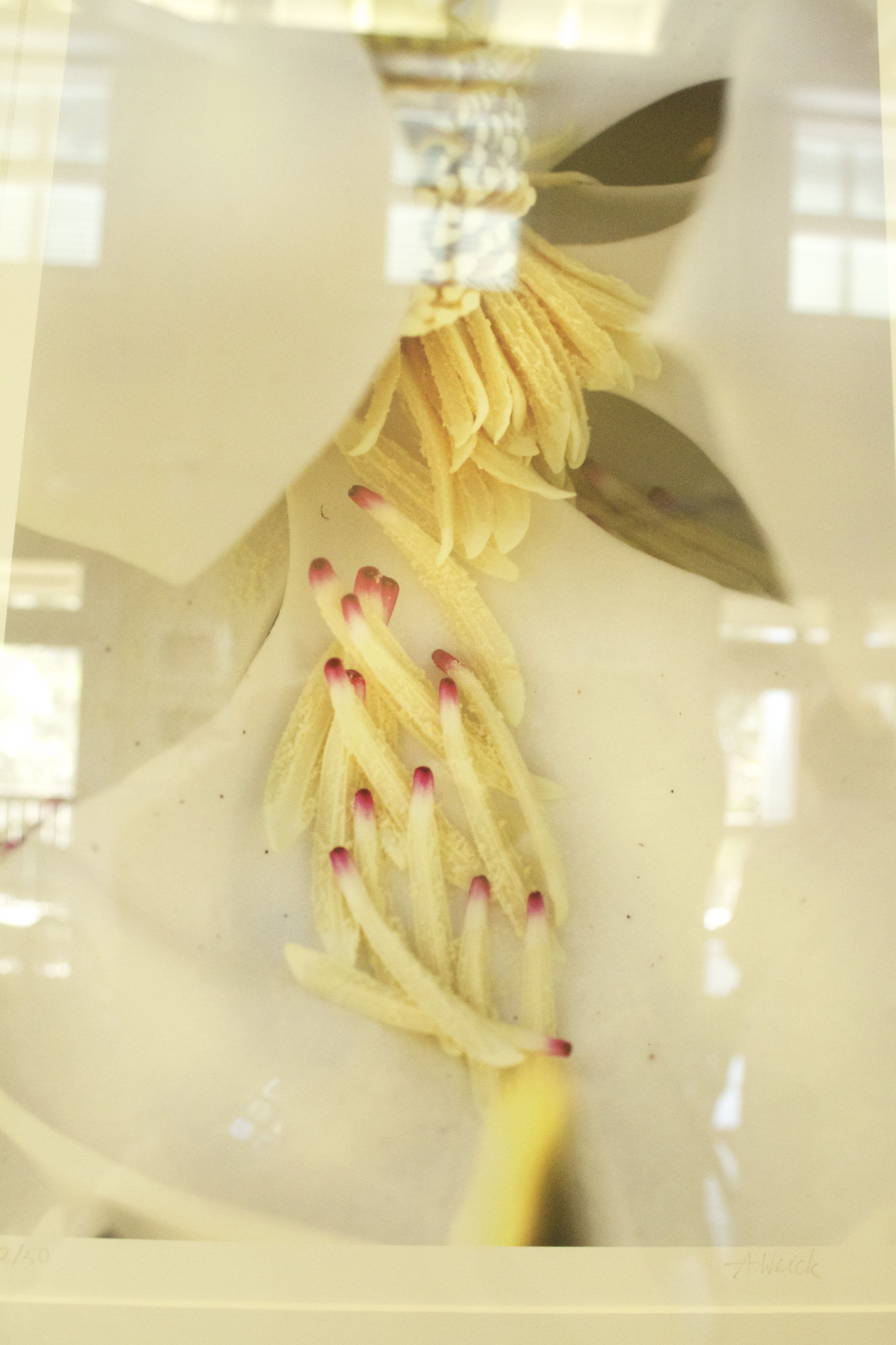 New Art Exhibit on Display - Dewees Island, Charleston, SC